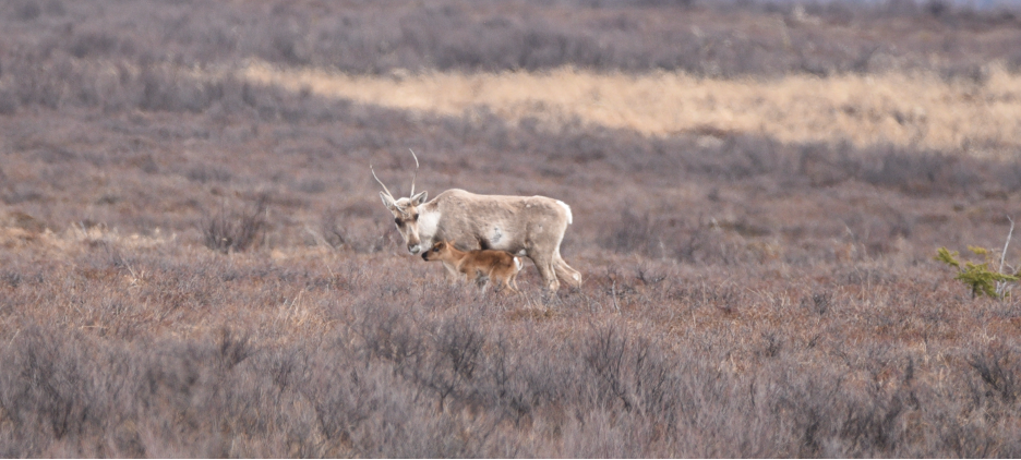 Tales from the Tundra May 2025 - Copper River Record