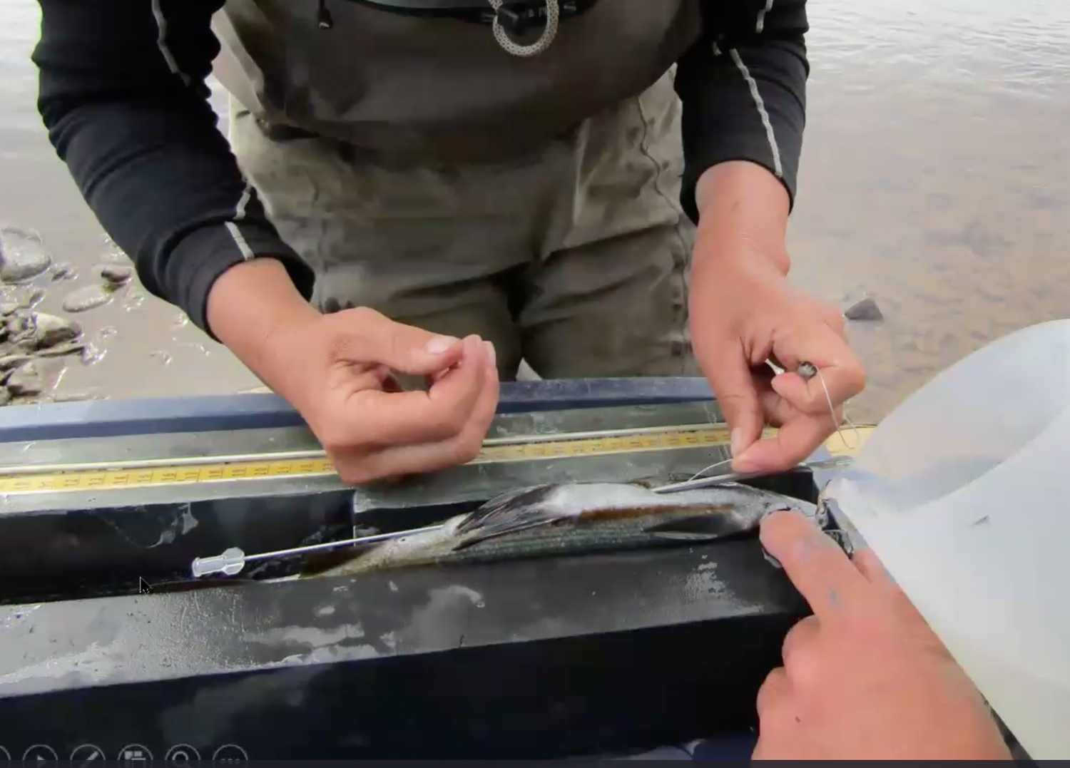 Where Do Mature Grayling Go in the Gulkana? - Copper River Record