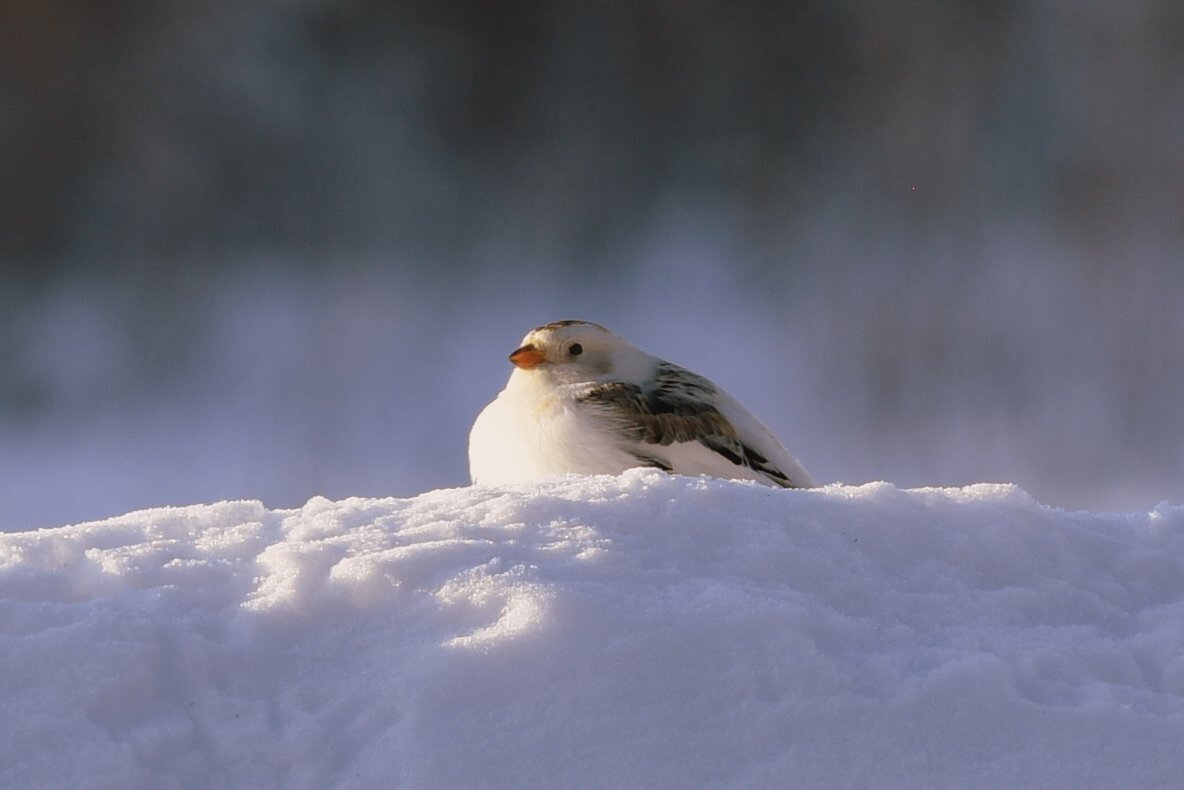 Tales from the Tundra: The Winged Heralds of a Long-Awaited Spring ...