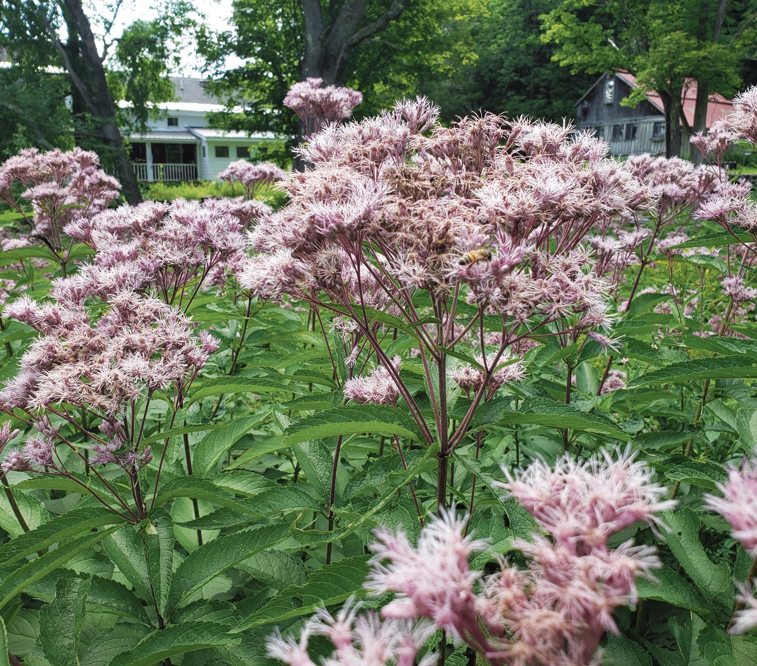 Delhi Supports Native Plants | The Reporter (Catskills Today)