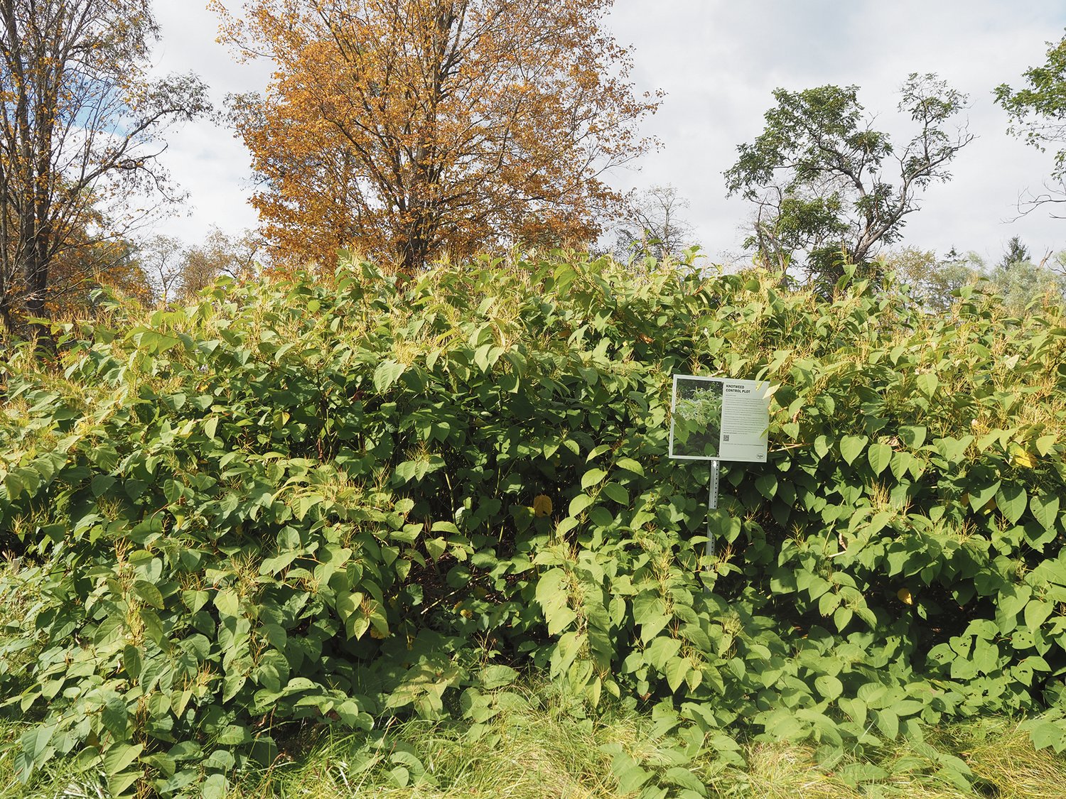 Study On How To Combat Knotweed Reveals Findings | Catskill Country
