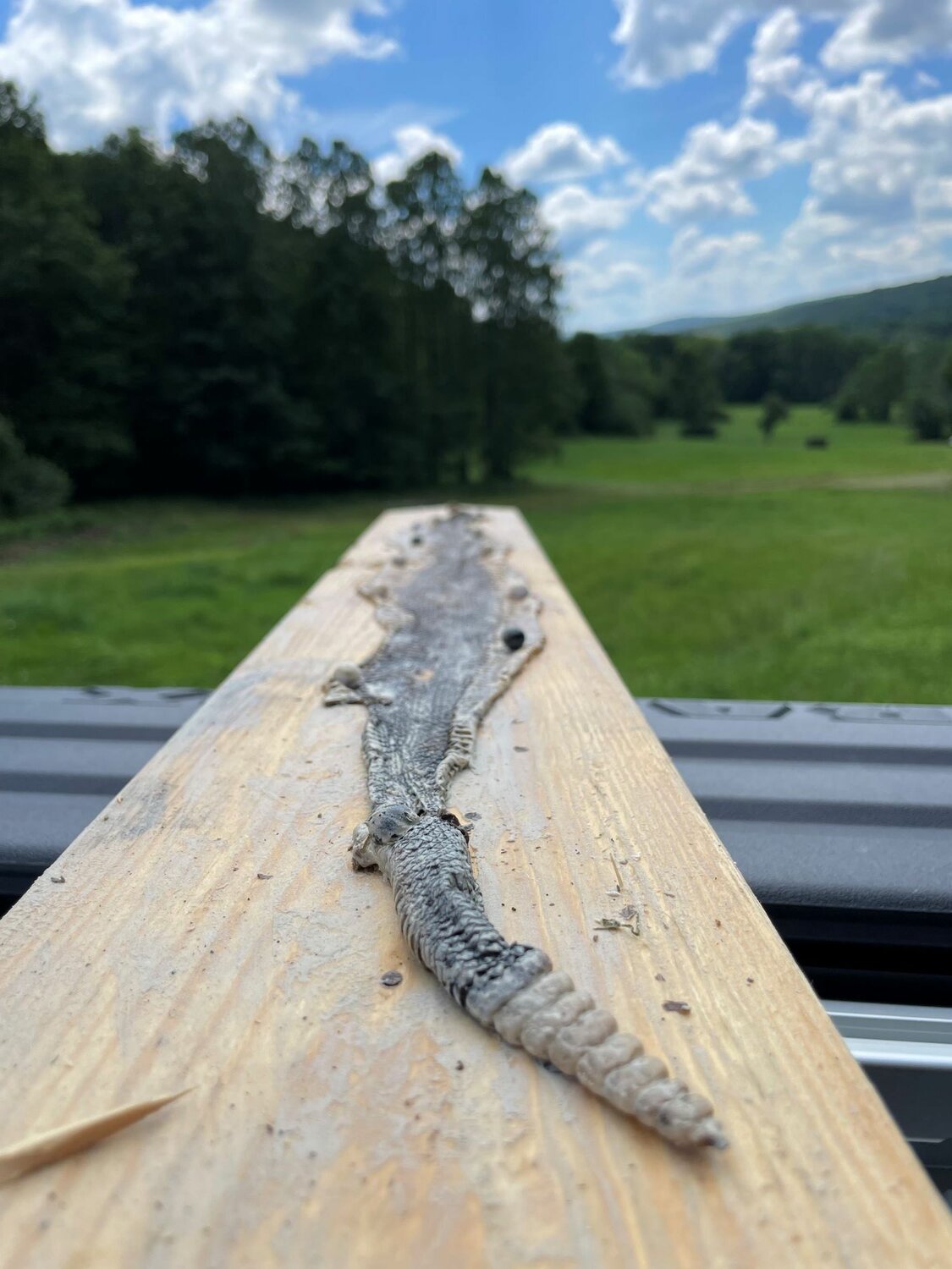 Intentional killing of timber rattlesnake | The Reporter (Catskills Today)