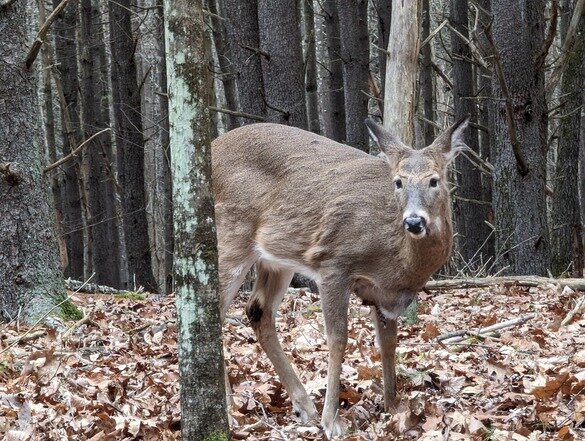 2024 Deer Management Permits application window open | Catskill Country