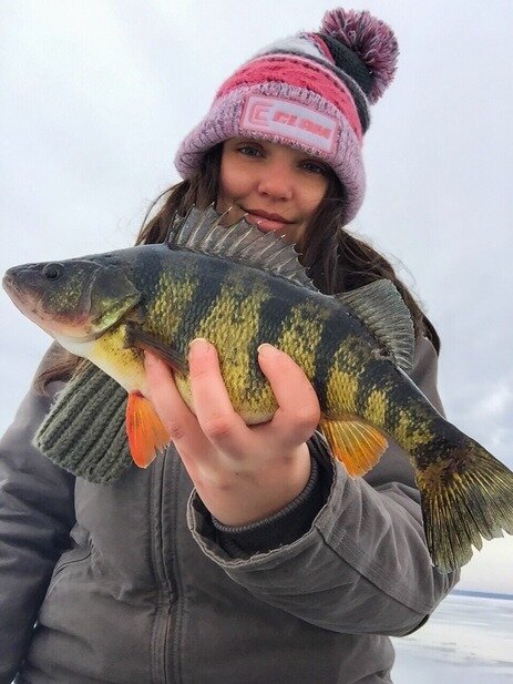 Species Spotlight: Yellow Perch | Catskill Country