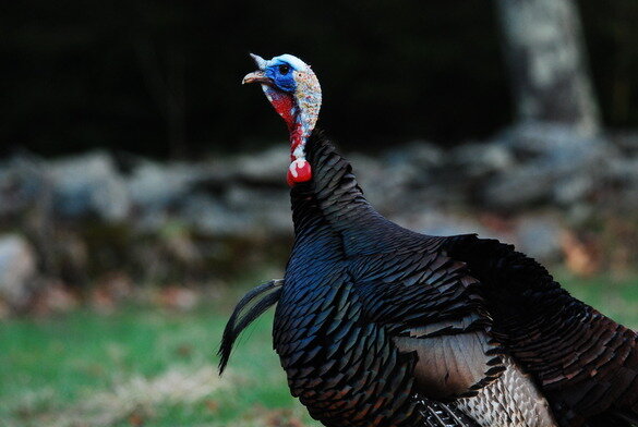 2025 Turkey Hunter Opinion Survey Underway | The Reporter (Catskills Today)