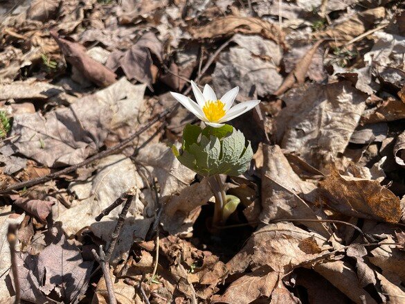Native Plant Spotlight: Bloodroot | The Reporter (Catskills Today)