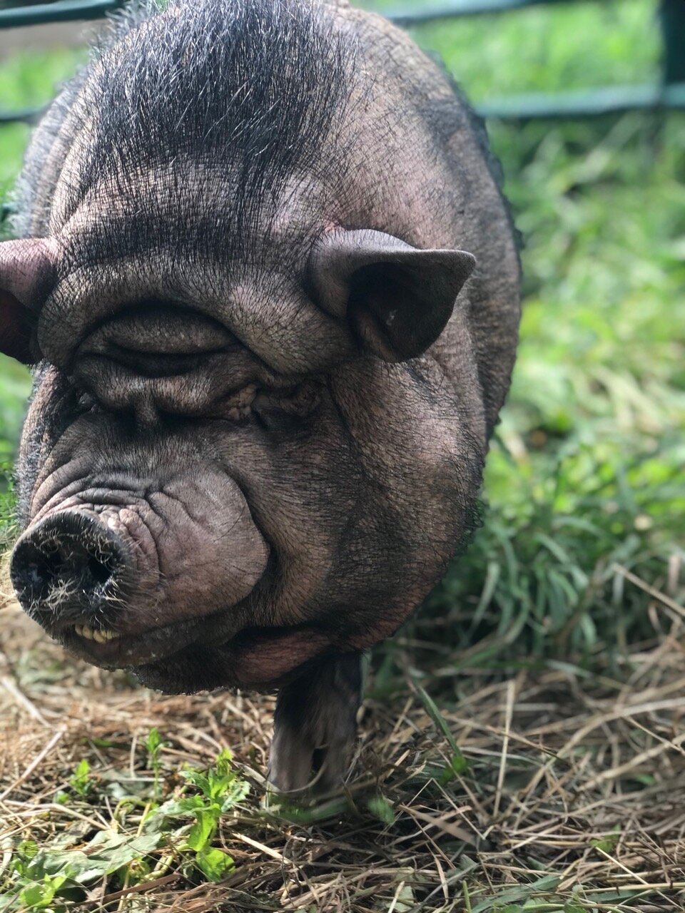 This little piggy went to the horse sanctuary | The Reporter (Catskills ...