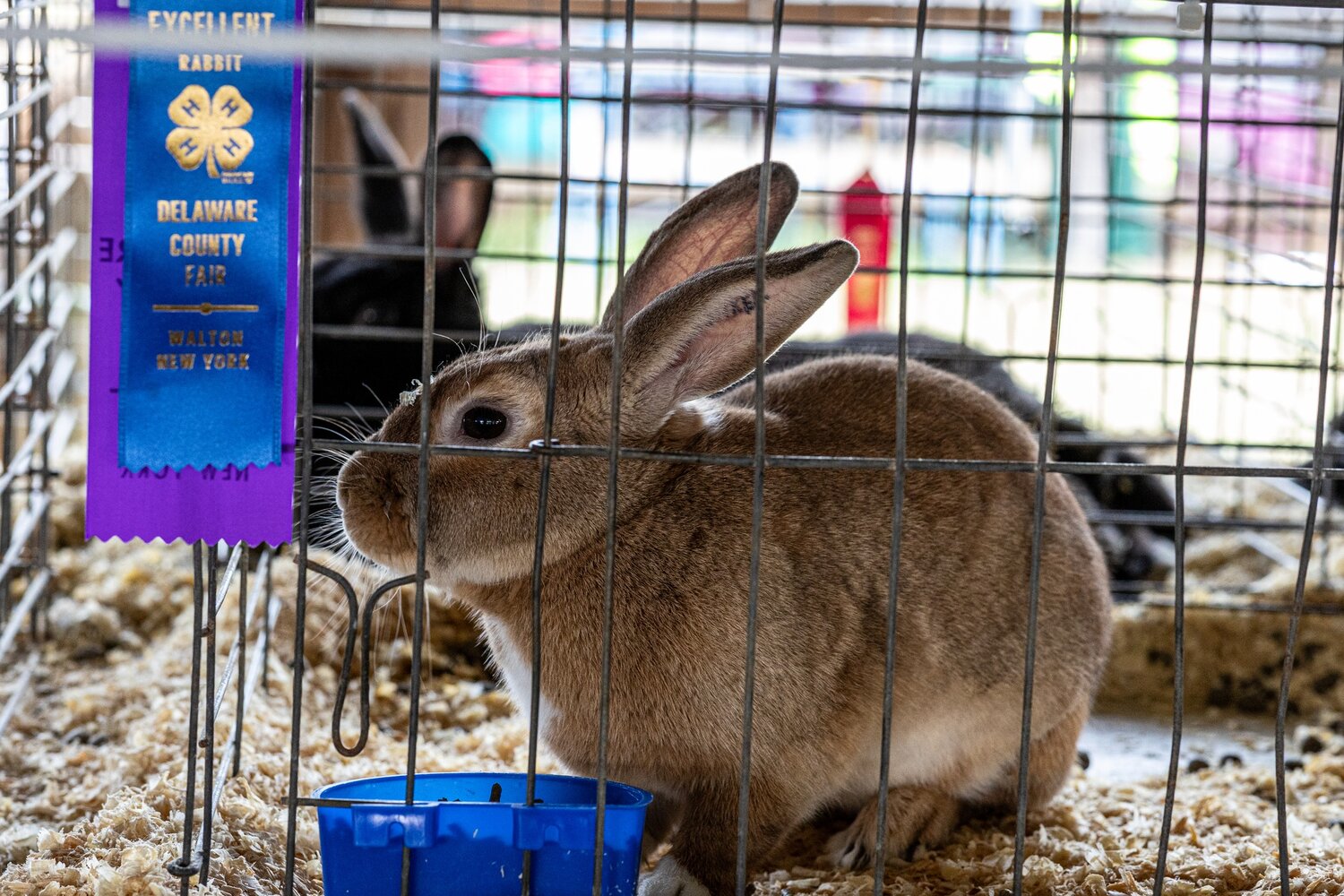 The Hare Apparent | The Reporter (Catskills Today)