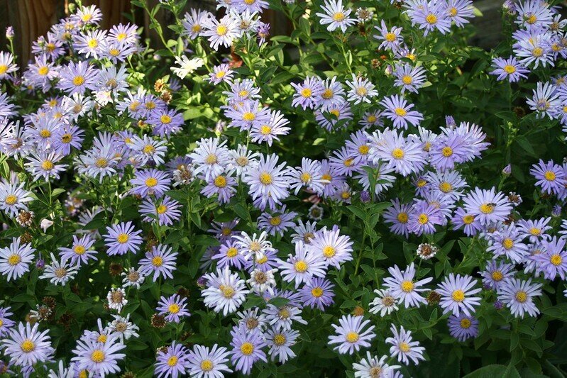 Native Plant Spotlight: New York Aster | The Reporter (Catskills Today)
