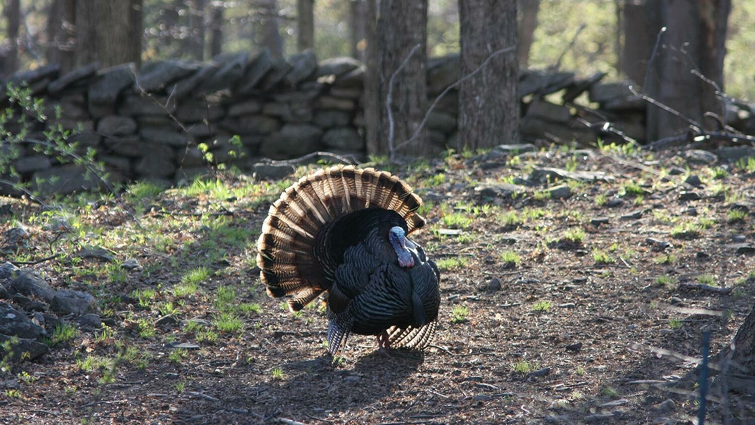Turkey Talk | The Reporter (Catskills Today)