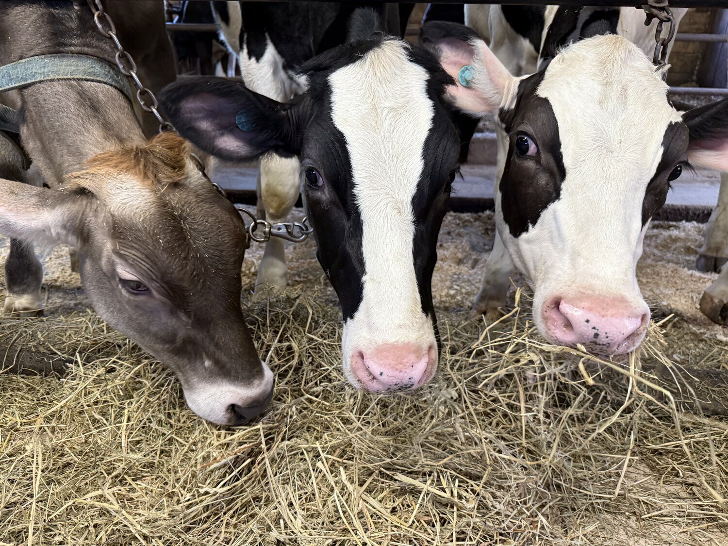 At Del-Rose Farm, Dairy Meets Community | The Reporter (Catskills Today)