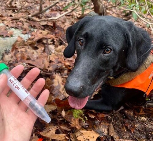 Paws on the Ground: How Detection Dogs are Mapping Hidden Cottontail ...