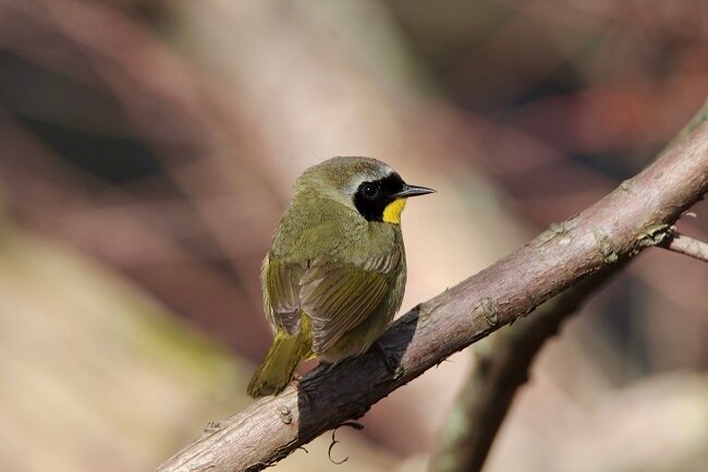 Fall Bird Migration is Underway | The Reporter (Catskills Today)