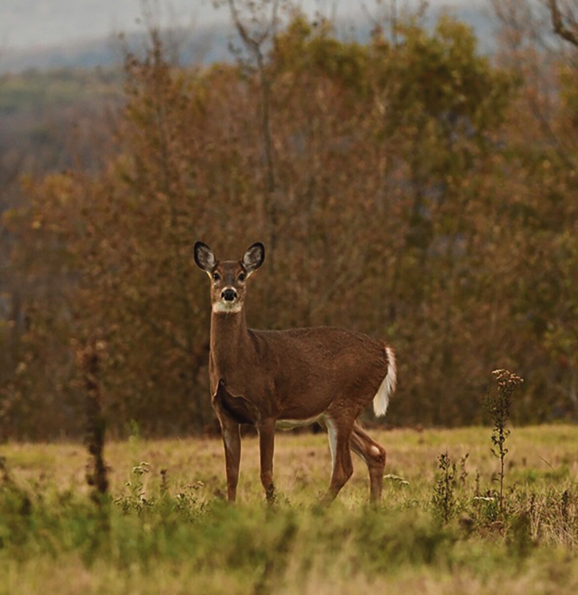 Motorists Should Watch for Deer and Moose on or Near Roadways | The ...