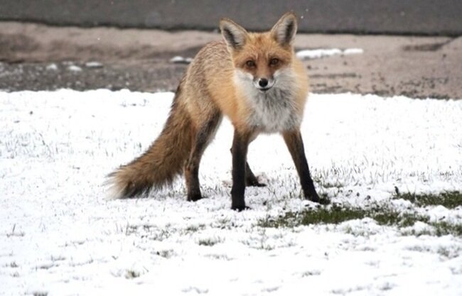 Species Spotlight: Red Fox | Catskill Country