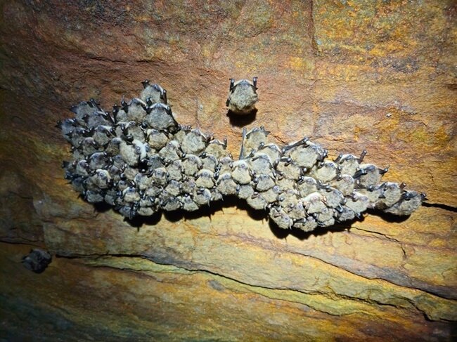April 17 is International Bat Appreciation Day | The Reporter ...