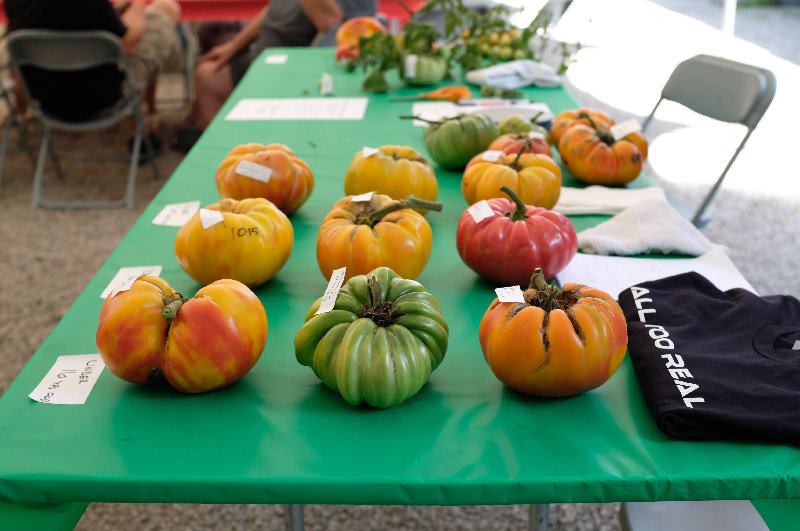 UNICO holds 15th tomato contest | Southern Ulster Times