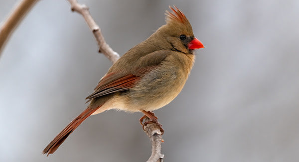 Hike with a Naturalist – Great Backyard Bird Count | My Hudson Valley