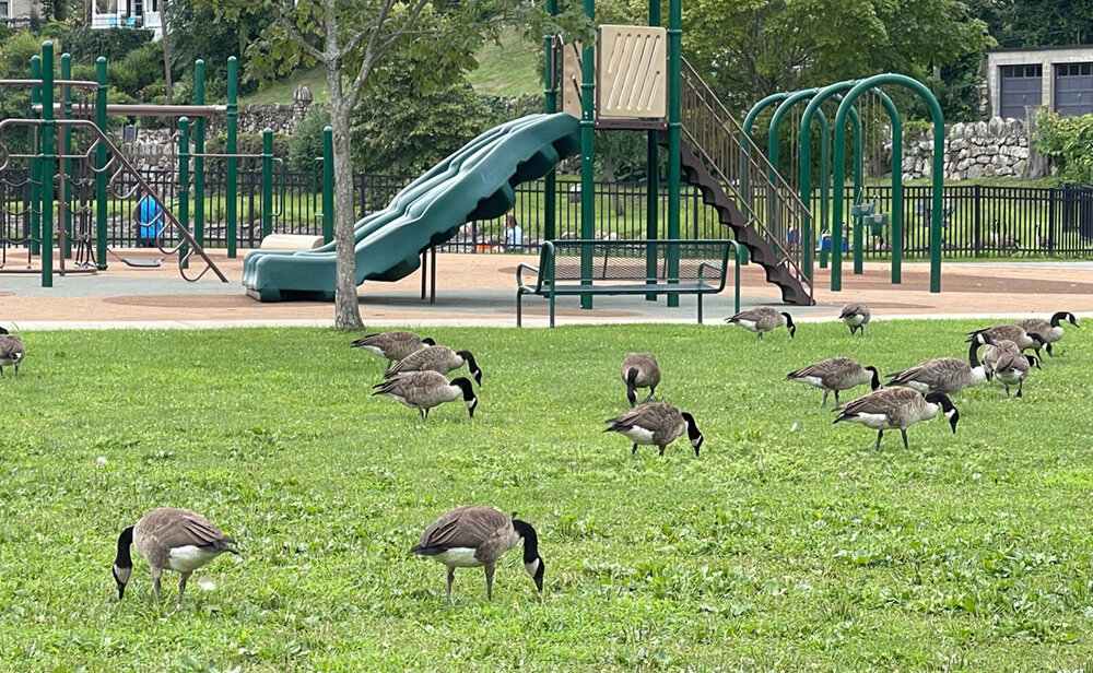 A problem with geese | My Hudson Valley
