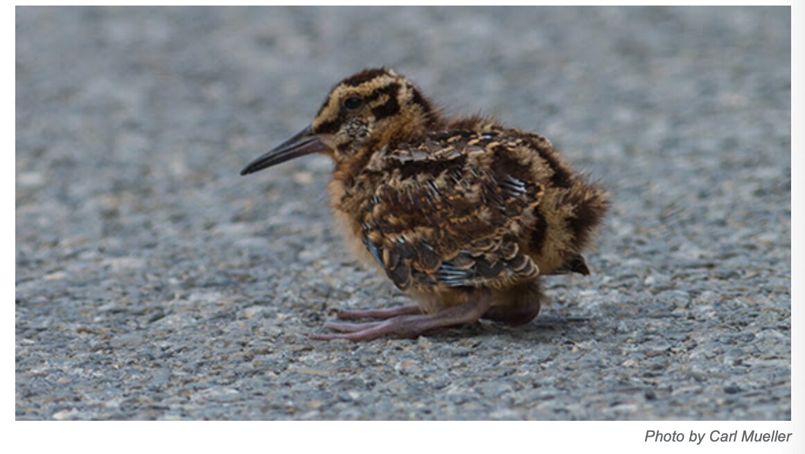 Woodcock Walk: In Search of the Timberdoodle | My Hudson Valley