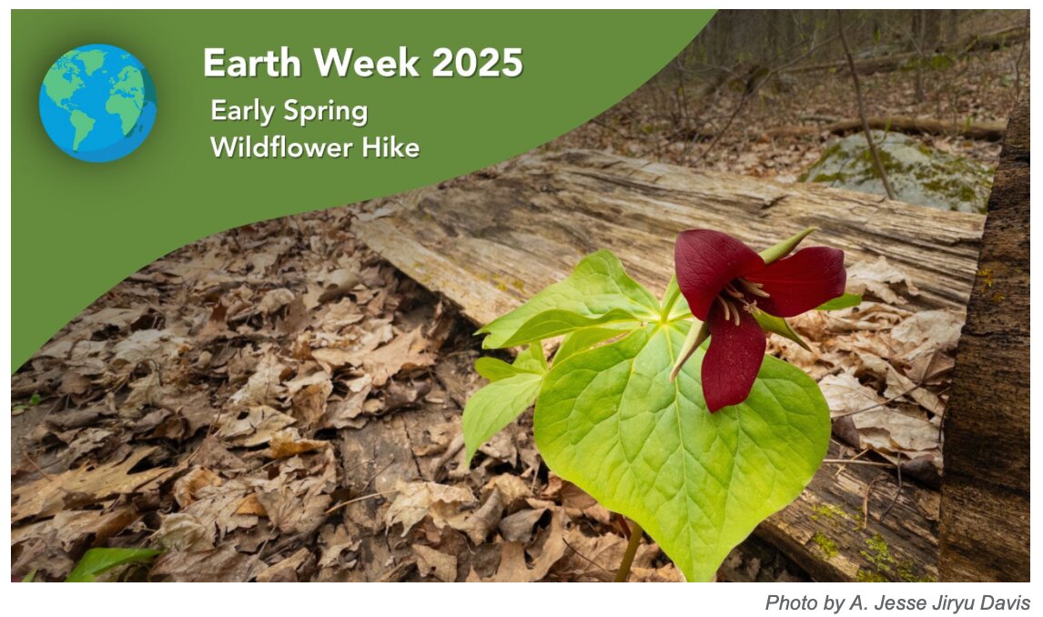 Early Spring Wildflower Hike | My Hudson Valley