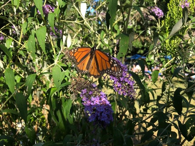 Insect Safari and Bug Pinning - Butterflies and Blooms Summer Festival ...