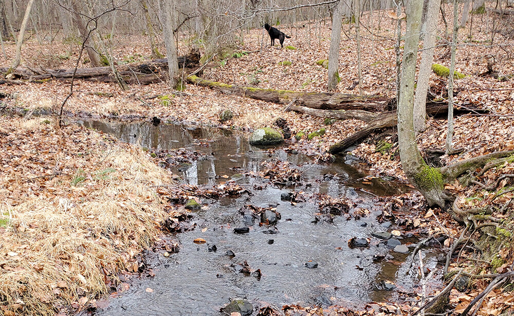 Boys in the brook | My Hudson Valley