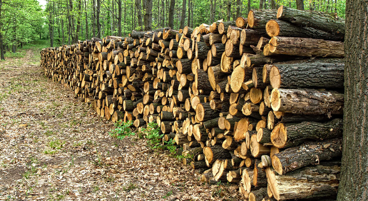 Approval sought for Marlborough timber harvest | Southern Ulster Times
