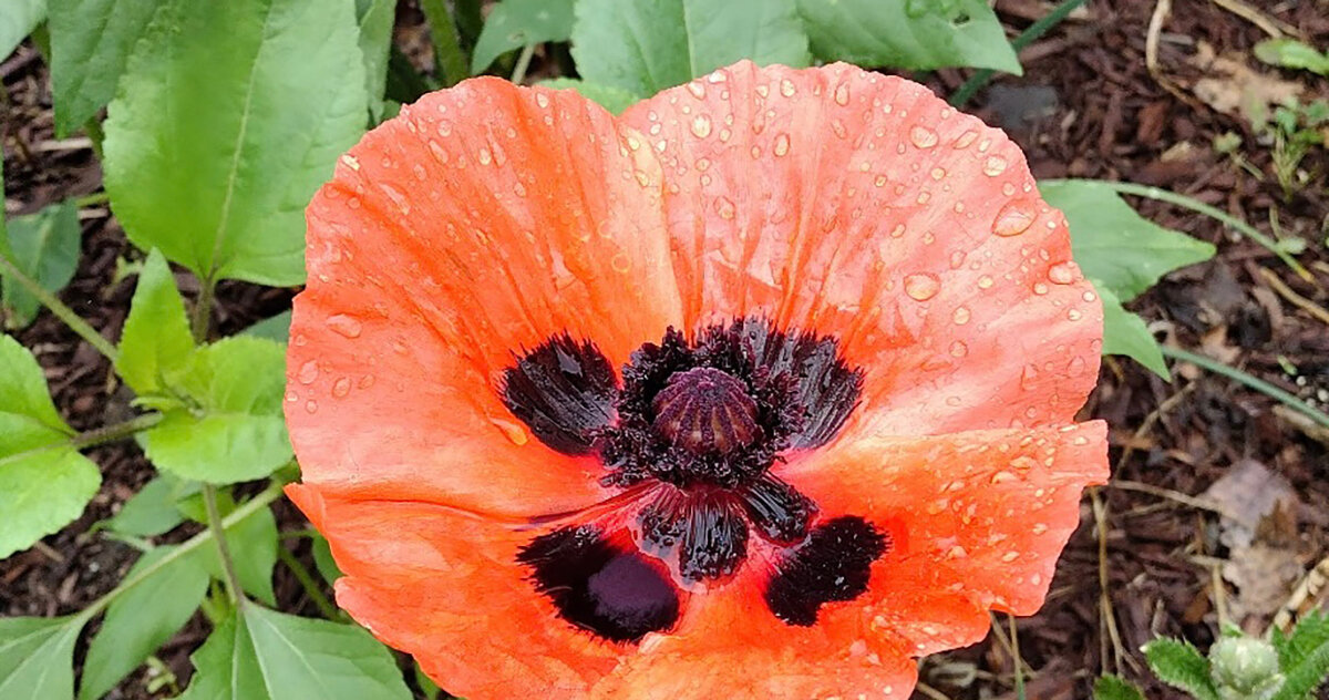 A fitting time to bloom | My Hudson Valley