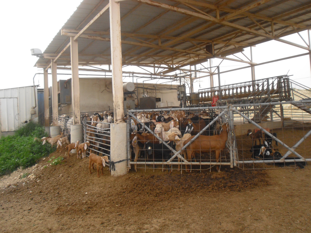 In the Negev, Israeli know-how and recycled water yield cheese and ...