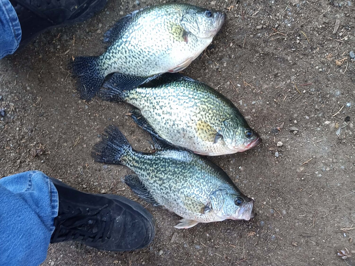 Winter Bite Stays Strong on the Kern River and Lake Isabella - Kern ...