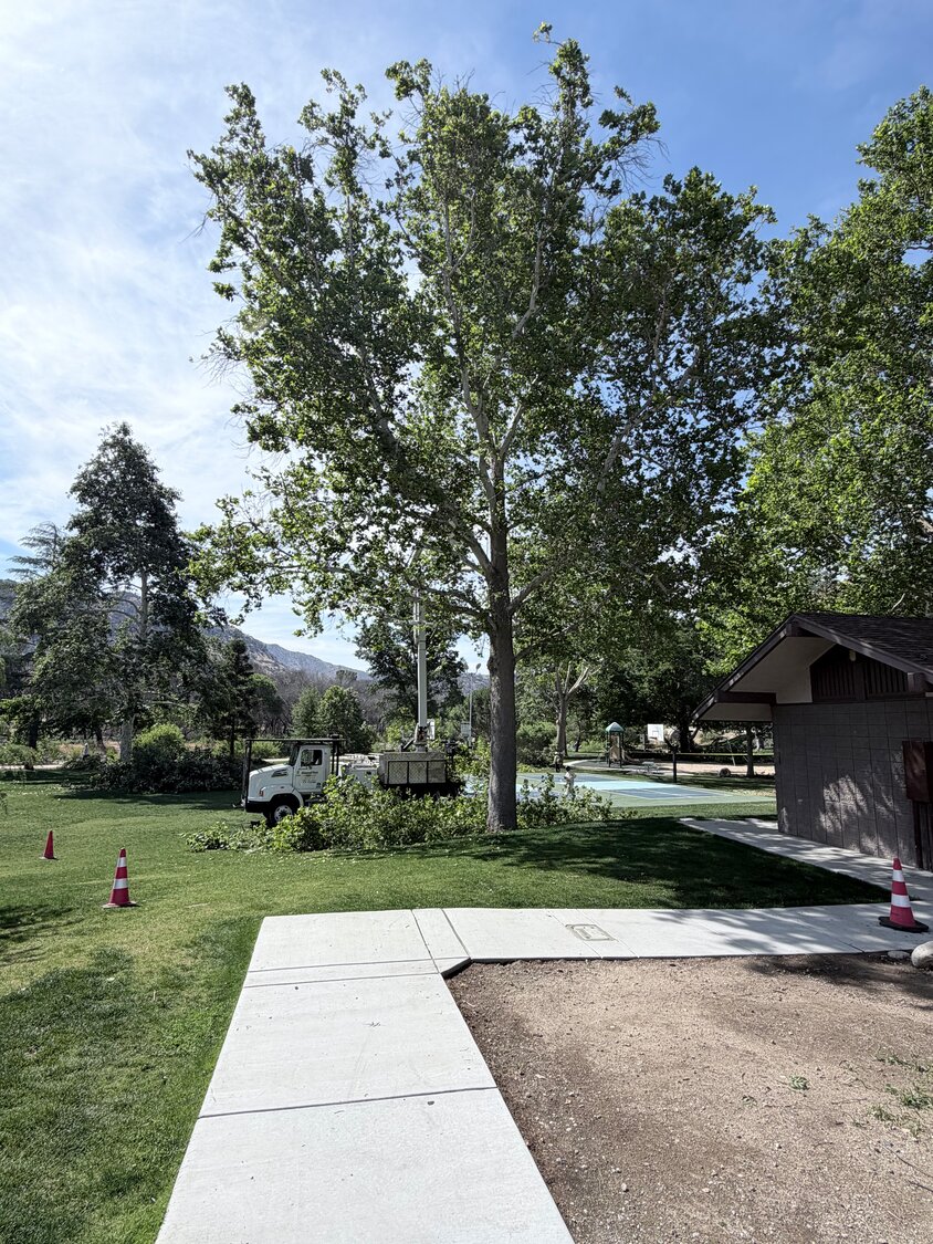 County Removed Dead Ash Trees at Riverside Park - Kern Valley Sun