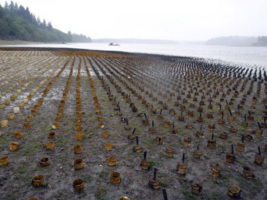 Geoduck farming in Puget Sound: a brief history | Key Peninsula News