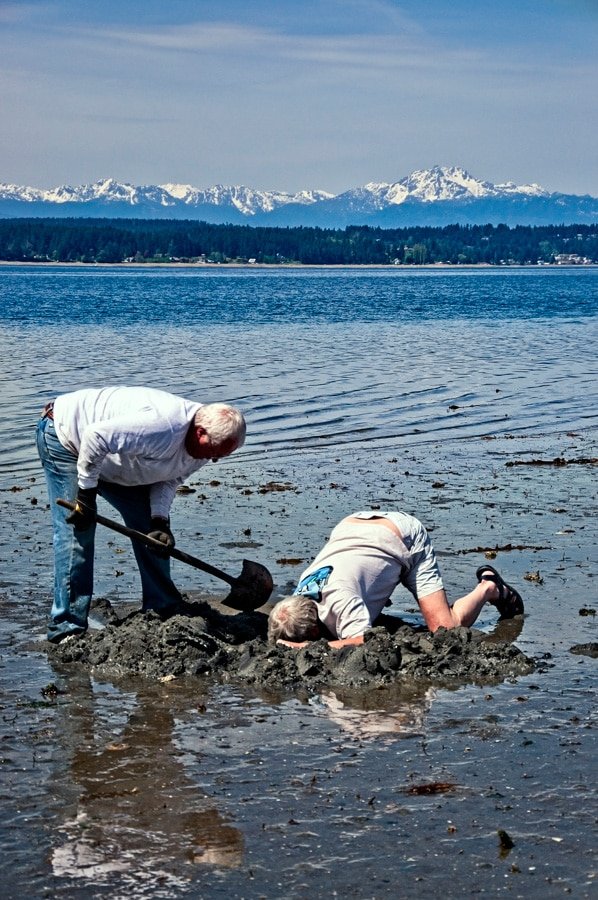 King Geoduck, Native Clam of Distinction | Key Peninsula News