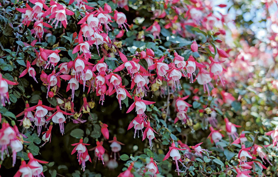 All About Fuchsias | Key Peninsula News