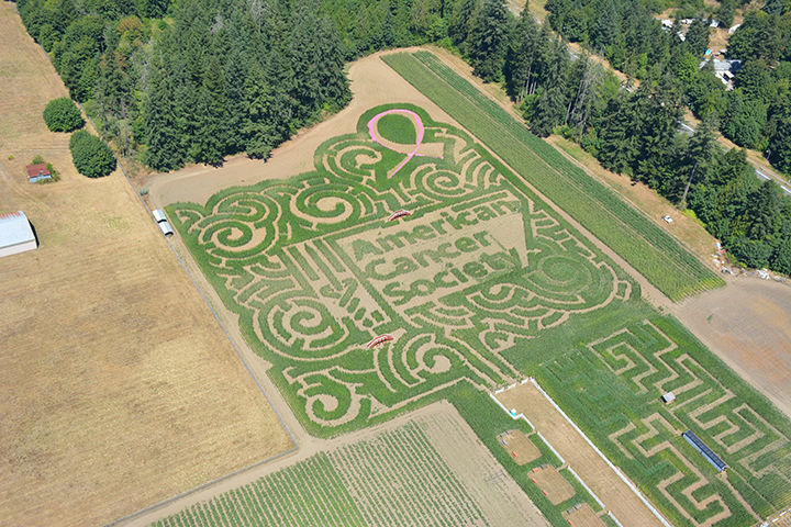 Rutledge Corn Maze Mounts War Against Breast Cancer | The Daily Chronicle