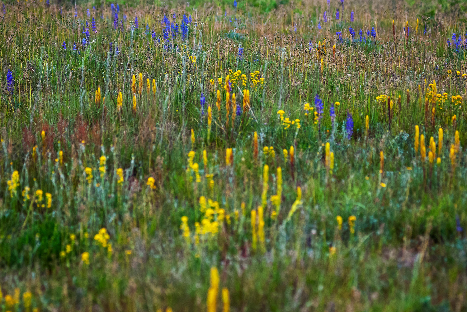 22nd Annual Prairie Appreciation Day Coming to Flat Lands Near You ...