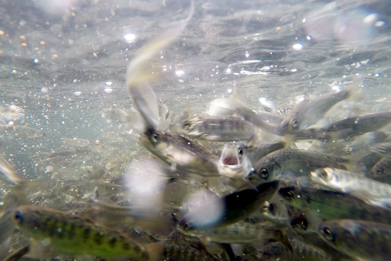 WDFW Admits Losing 514,500 Fish in Cowlitz | The Daily Chronicle