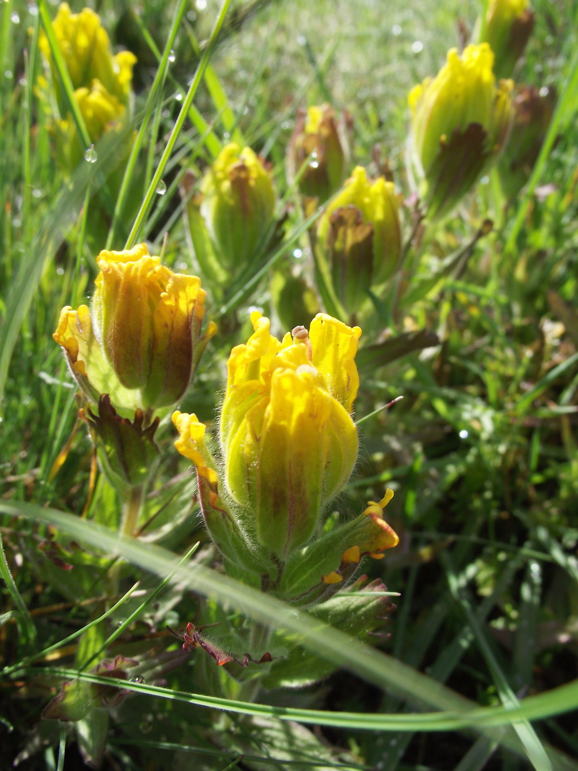 Community Calendar: Prairie Appreciation Day; Historical Bike Ride ...