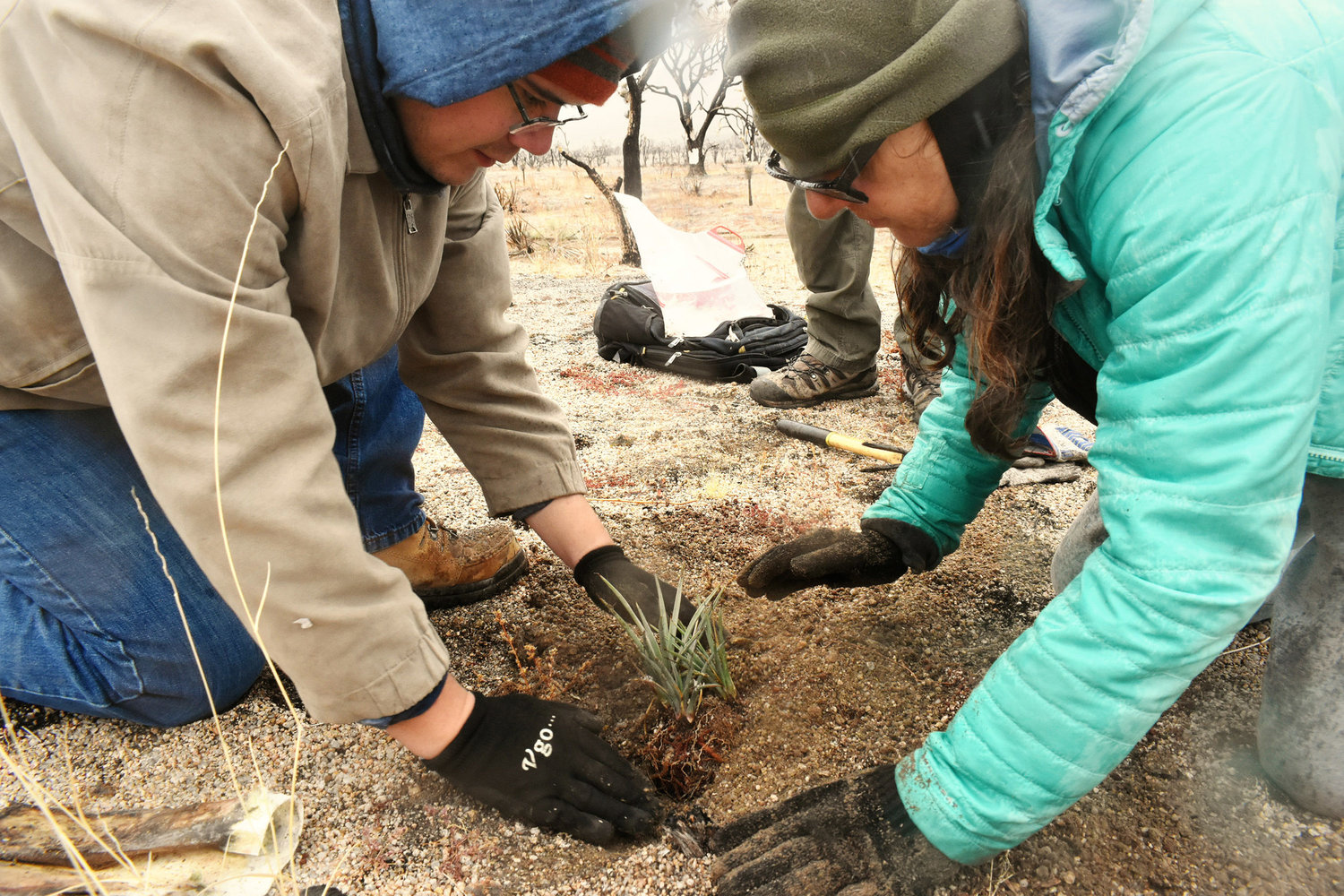 Seedling by Seedling, Joshua Trees Will Rise Again in Fire-Scorched ...