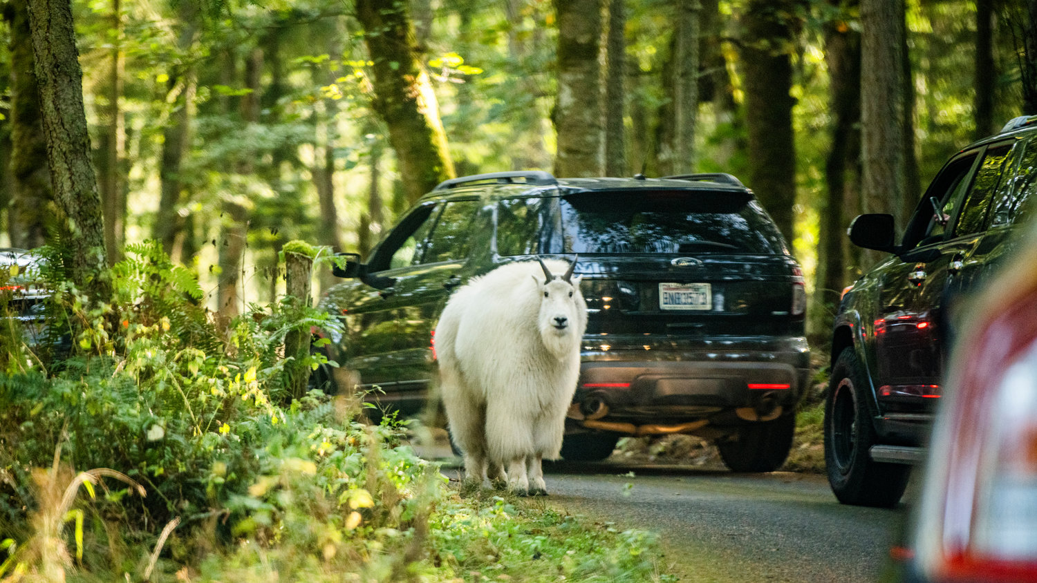 In Focus: Northwest Trek Wildlife Park Offers Plenty of Views ...