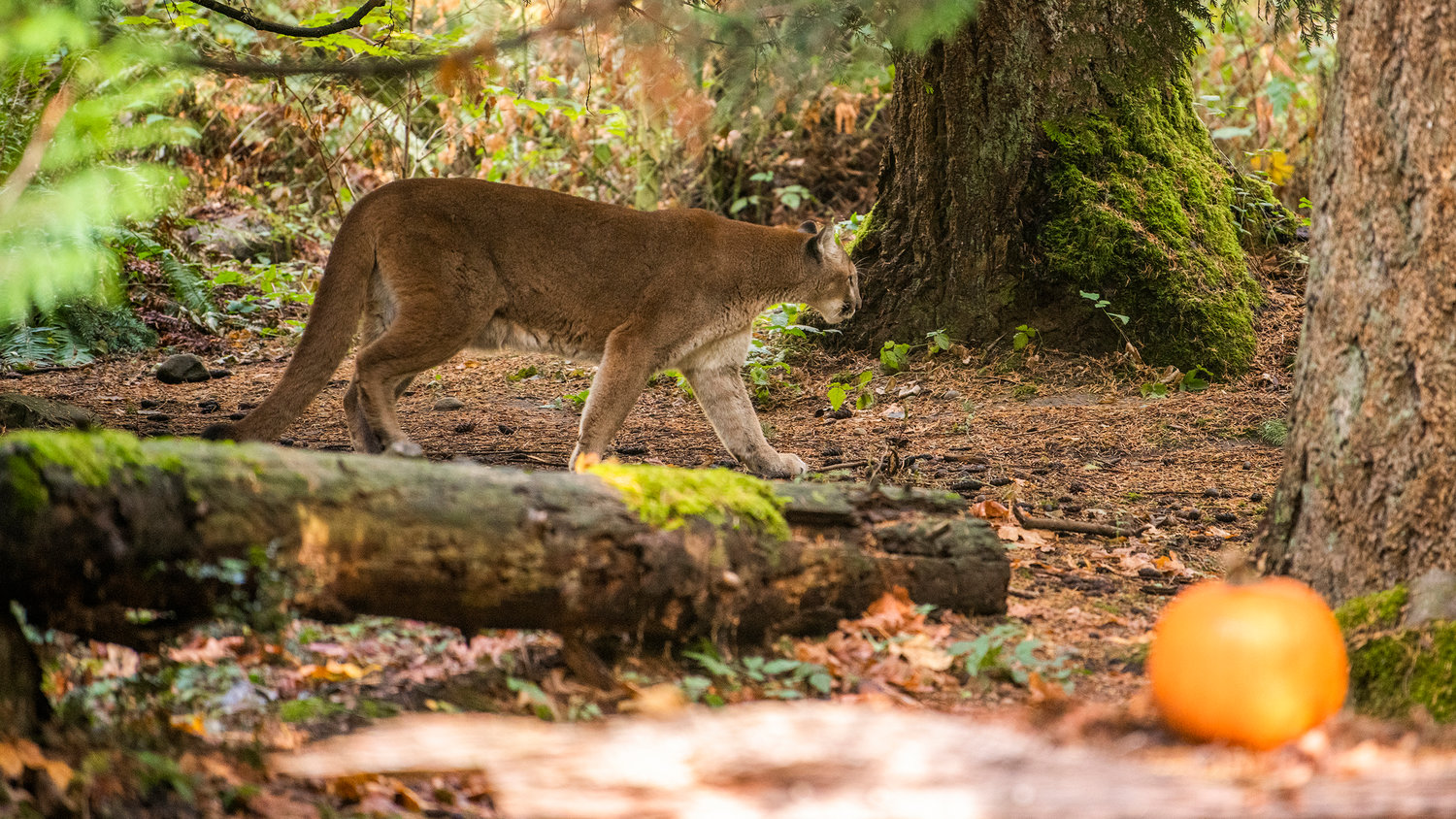 Cougar Snatches Dog on Walk — Until Neighbor Steps in, Mason County ...