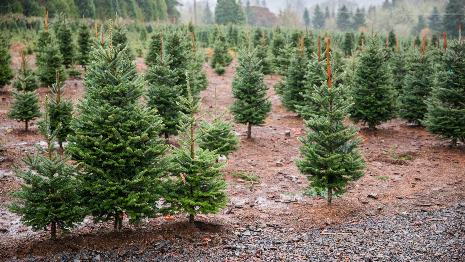State Fire Marshal’s Office Shares Christmas Tree Safety Tips ...