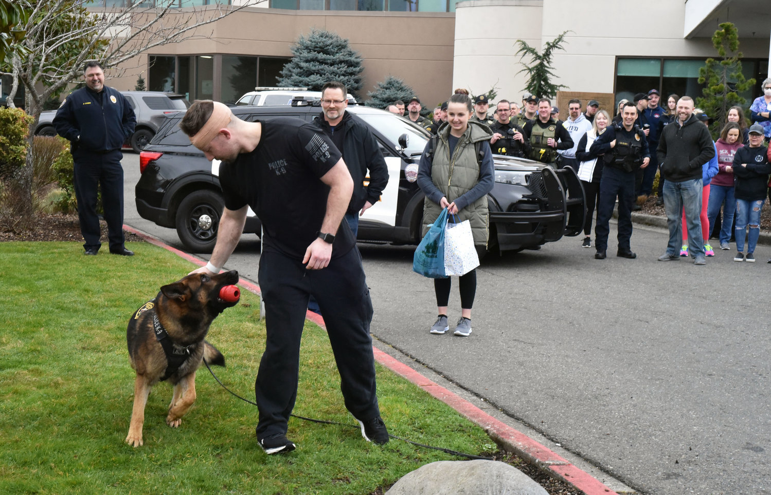 Centralia Police K9 Samson Retiring After Handler Survived Stabbing ...