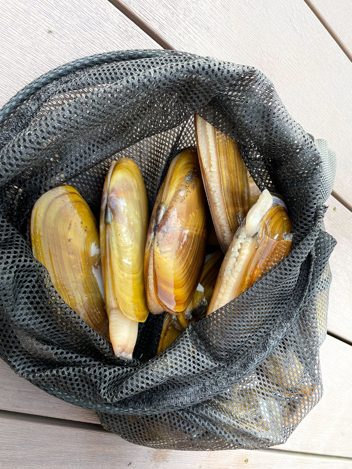 WDFW Approves Coastal Razor Clam Digs in April as Daily Limit Increases ...