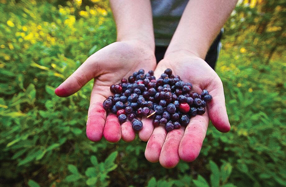 Huckleberry picking permits open for Gifford Pinchot National Forest ...