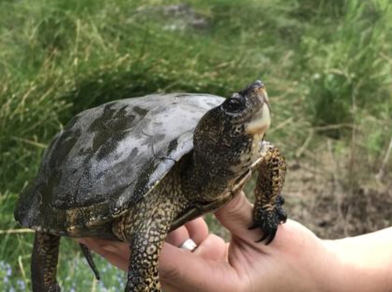 Northwestern pond turtles nearly went extinct in Washington, but now ...