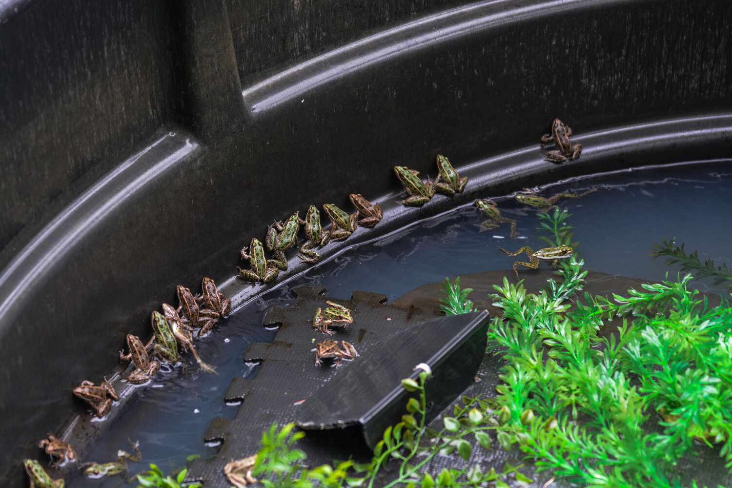 Endangered frogs have yet to 'croak' as conservationists release ...