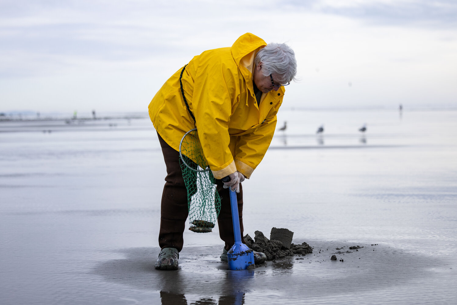 In focus: More clam digging dates on tap as Ocean Shores Razor Clam and ...