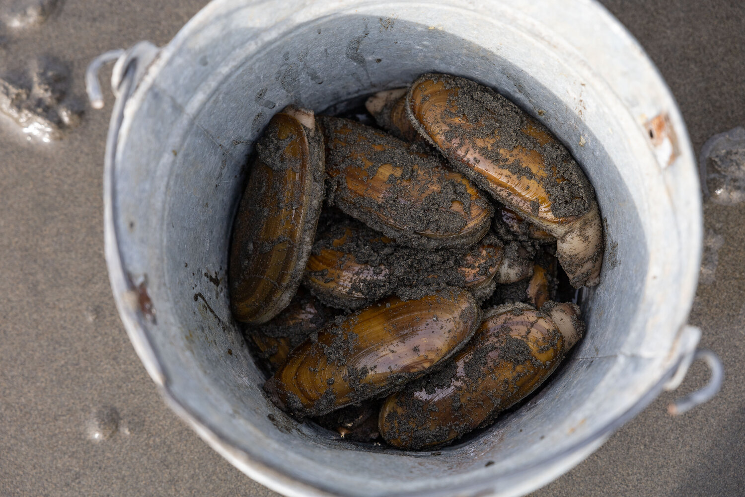 ‘Easier digging’: WDFW approves seven days of coastal razor clam digs ...